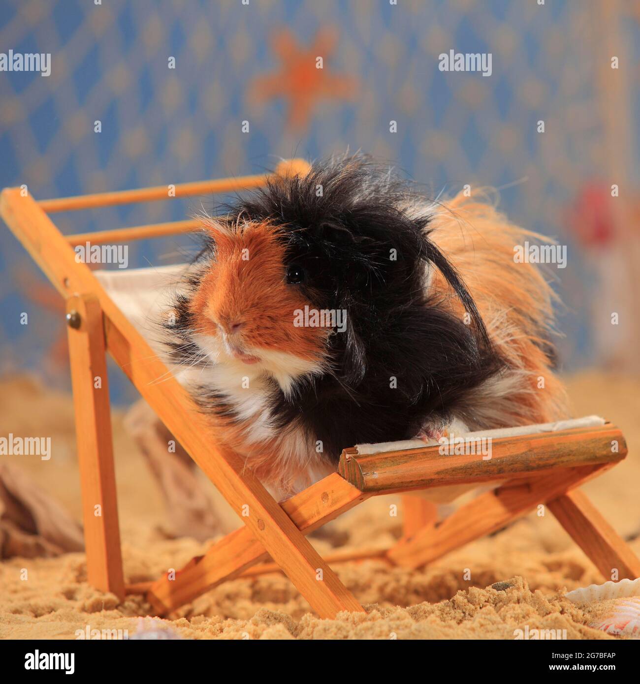 Angora guinea pig, tortie white, reclining chair Stock Photo - Alamy