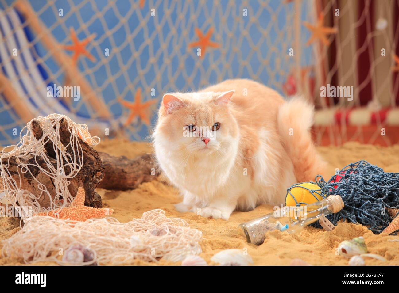 British longhair cat, cream-mackerel-tabby-white, Highlander, Lowlander ...