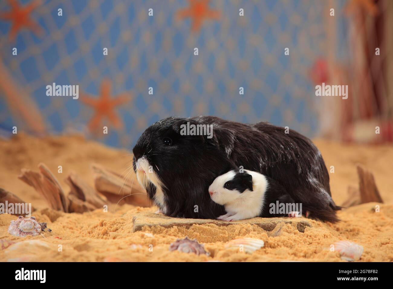 Sheltie guinea pig, black and white with kitten, Peruvian silkie Stock ...