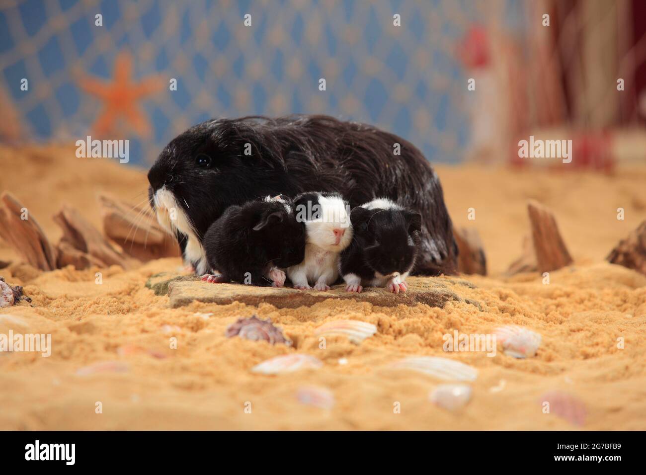 Sheltie guinea pig, black and white and kittens, Peruvian silkie Stock ...