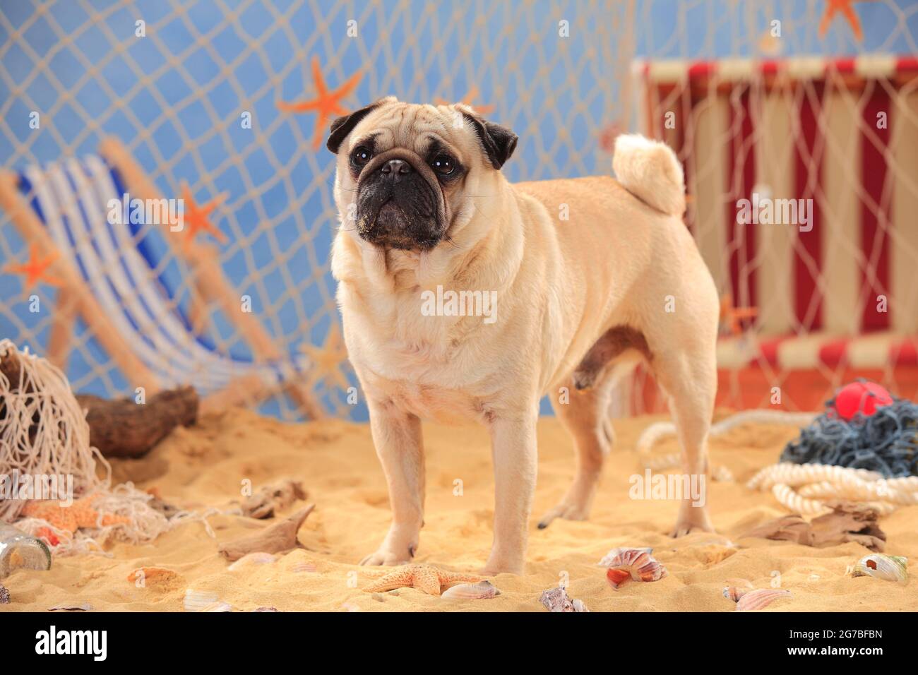 Summer pug hi-res stock photography and images - Alamy