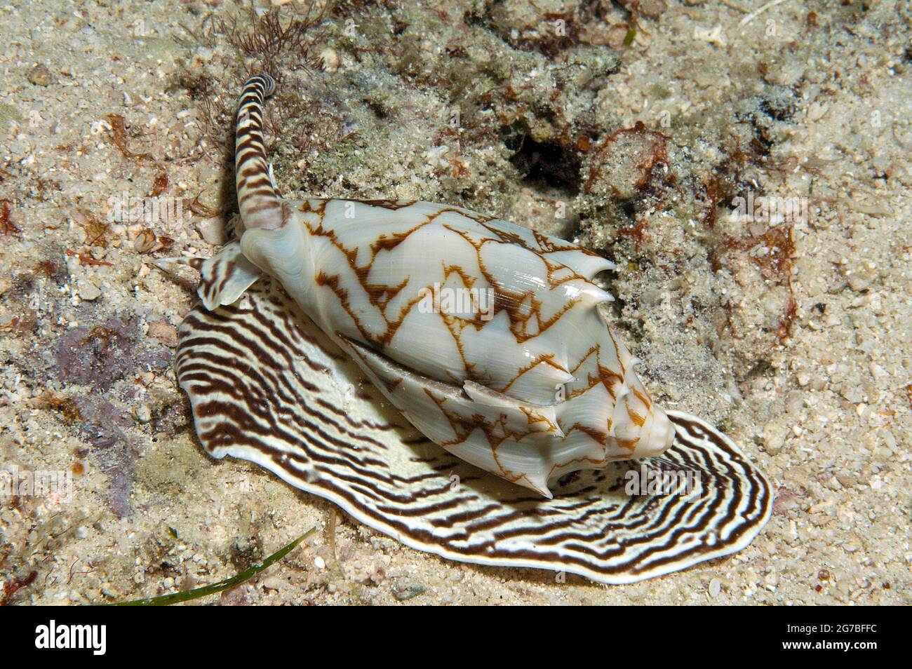 Bat snail (Cymbiola vespertilio), Philippines Stock Photo - Alamy