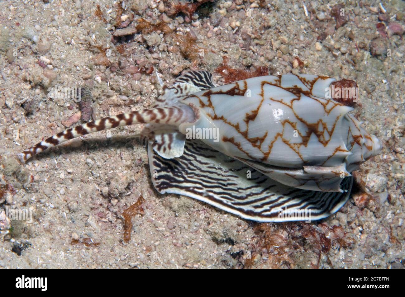 Bat snail (Cymbiola vespertilio), Philippines Stock Photo - Alamy