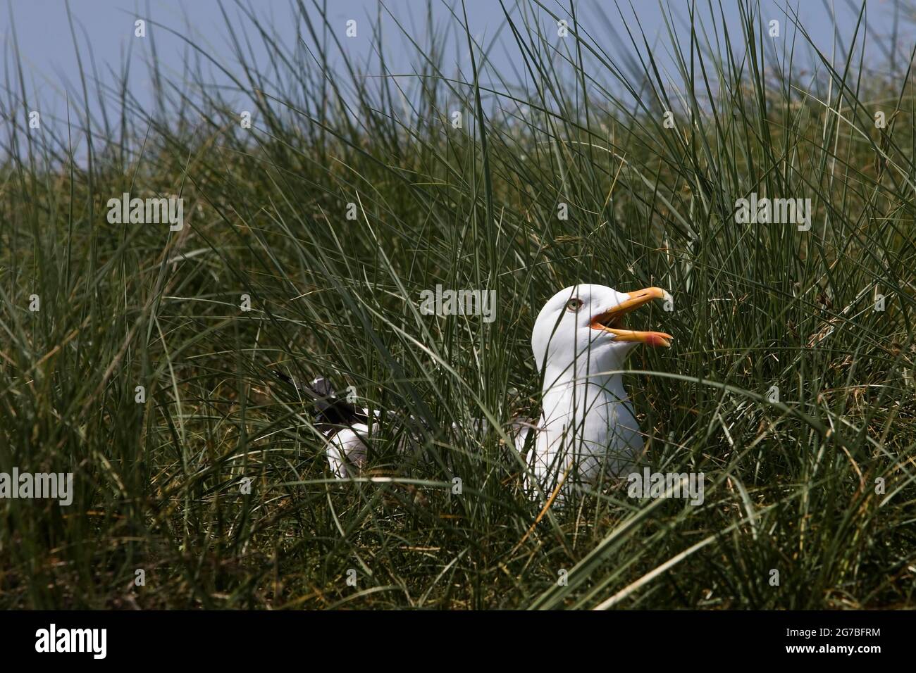 Breeding and calling European herring gull (Larus argentatus), Insel ...