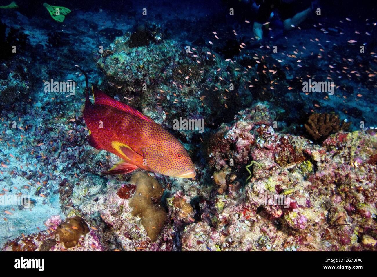 Coral grouper and baitfish at Manta Point, Maldives Stock Photo - Alamy