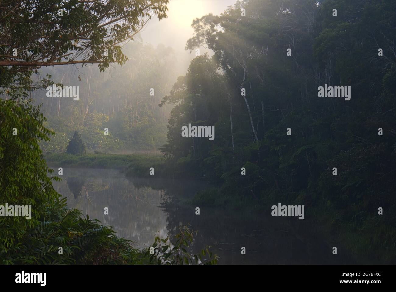 Tropical forest at andasibe hi-res stock photography and images - Alamy