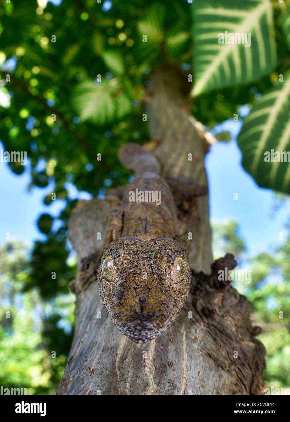 Henkels leaf tailed gecko hi-res stock photography and images - Alamy
