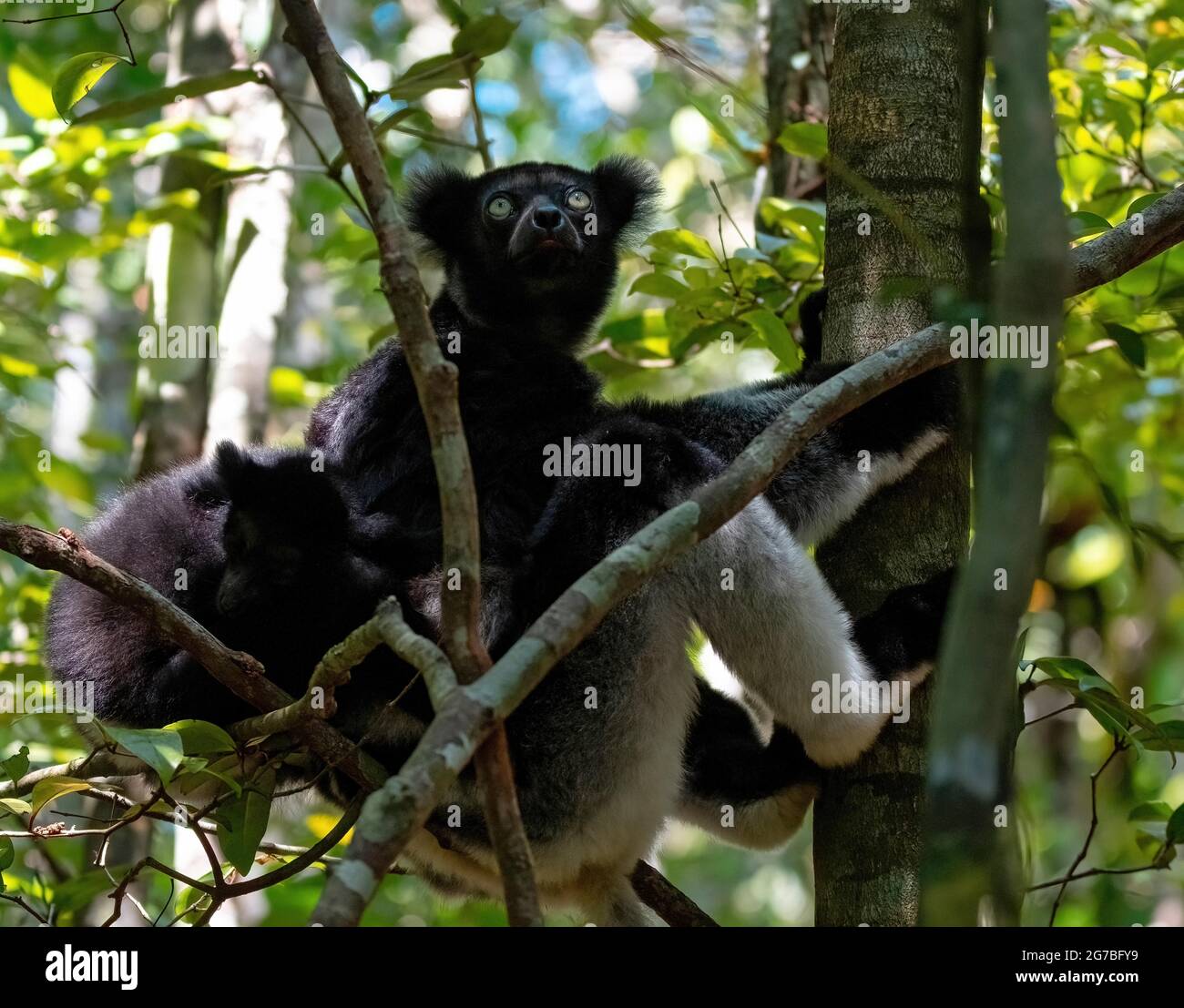 Lemur (Indri indri) with young in the rainforest of Analamazaotra, in ...