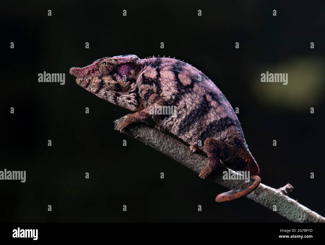 Rhinoceros chameleon (Furcifer rhinoceratus) female in Ankarafantsika ...