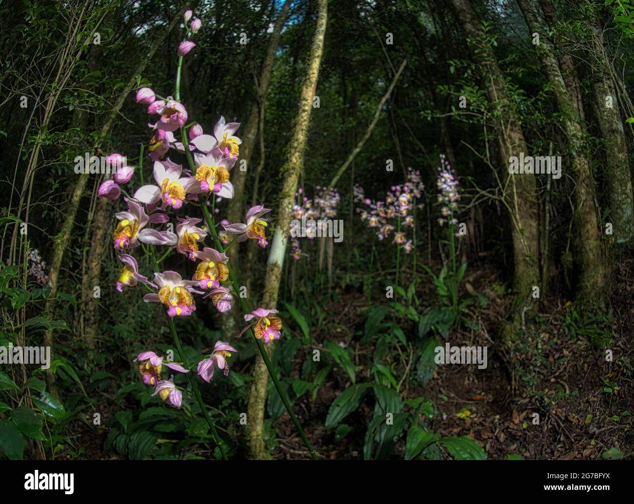 Madagascar orchid hi-res stock photography and images - Alamy
