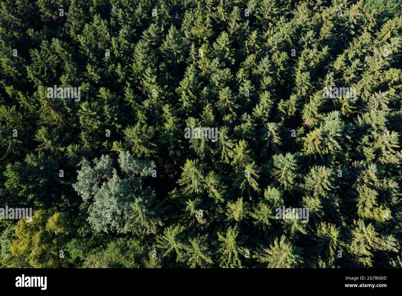 Aerial single tree hi-res stock photography and images - Alamy