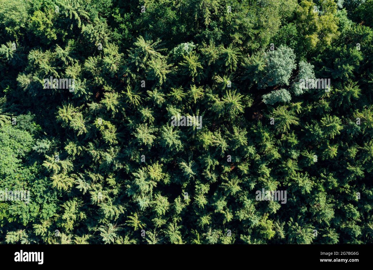 Drone tree hi-res stock photography and images - Alamy