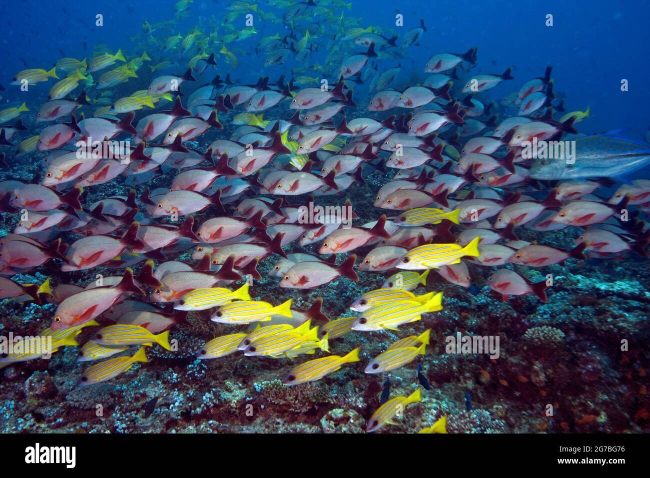 Bluestripe snappers, humpback red snappers at Kudarah Thila, Maldives ...