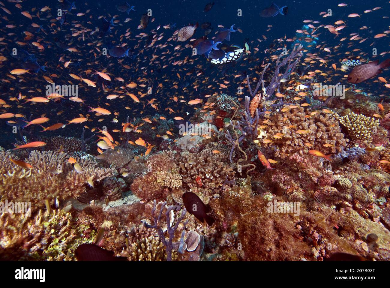 Triggerfishes hi-res stock photography and images - Alamy