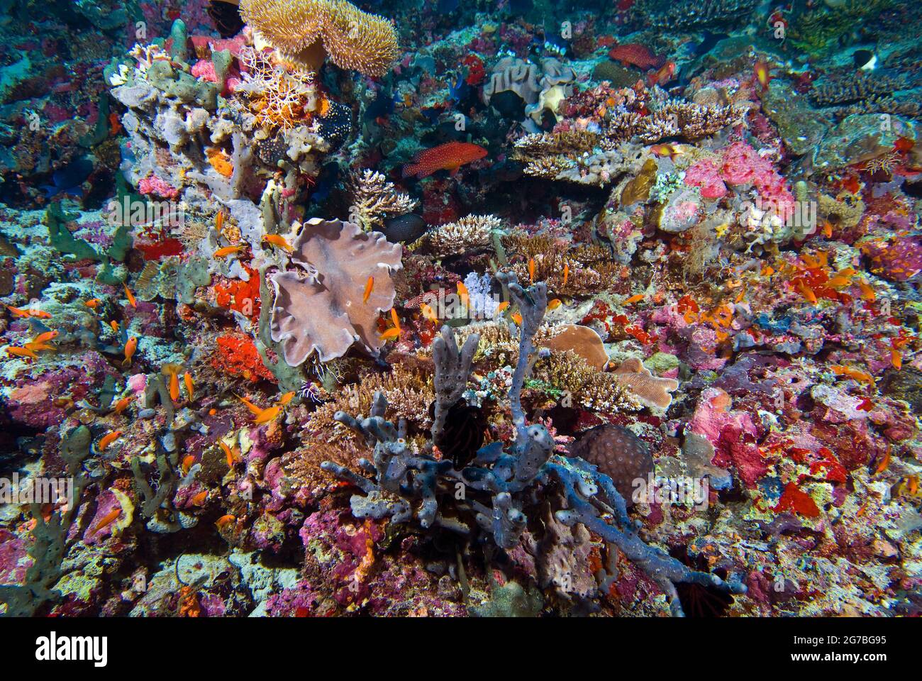 Colorful reef fish over lush coral reef, Maldives Stock Photo - Alamy