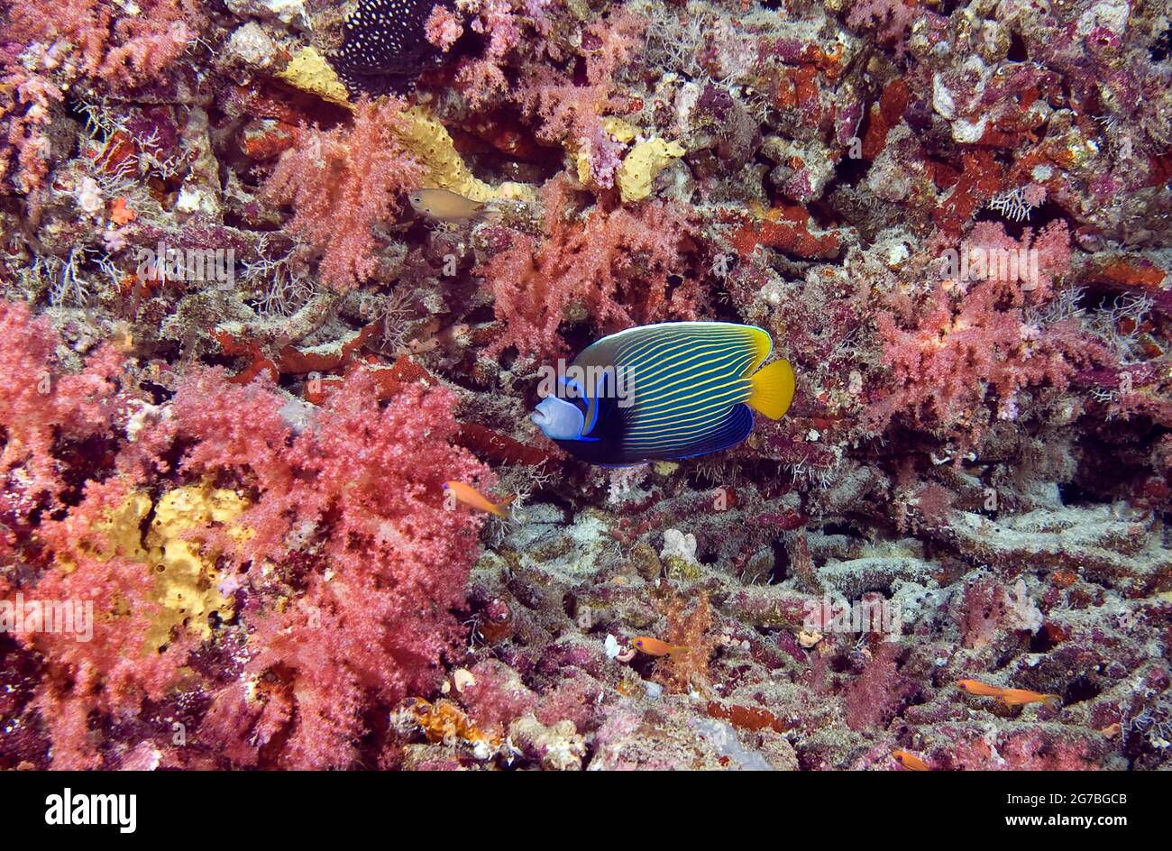 Emperor angelfish and soft corals at Kudarah Thila, Maldives Stock ...
