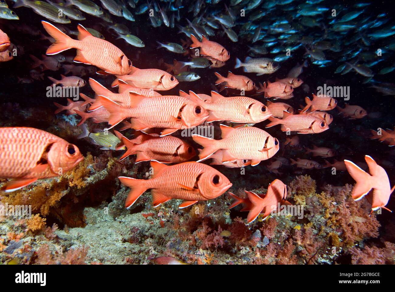 Kudarah Thila, robust squirrelfishes and striped large-eye bream ...