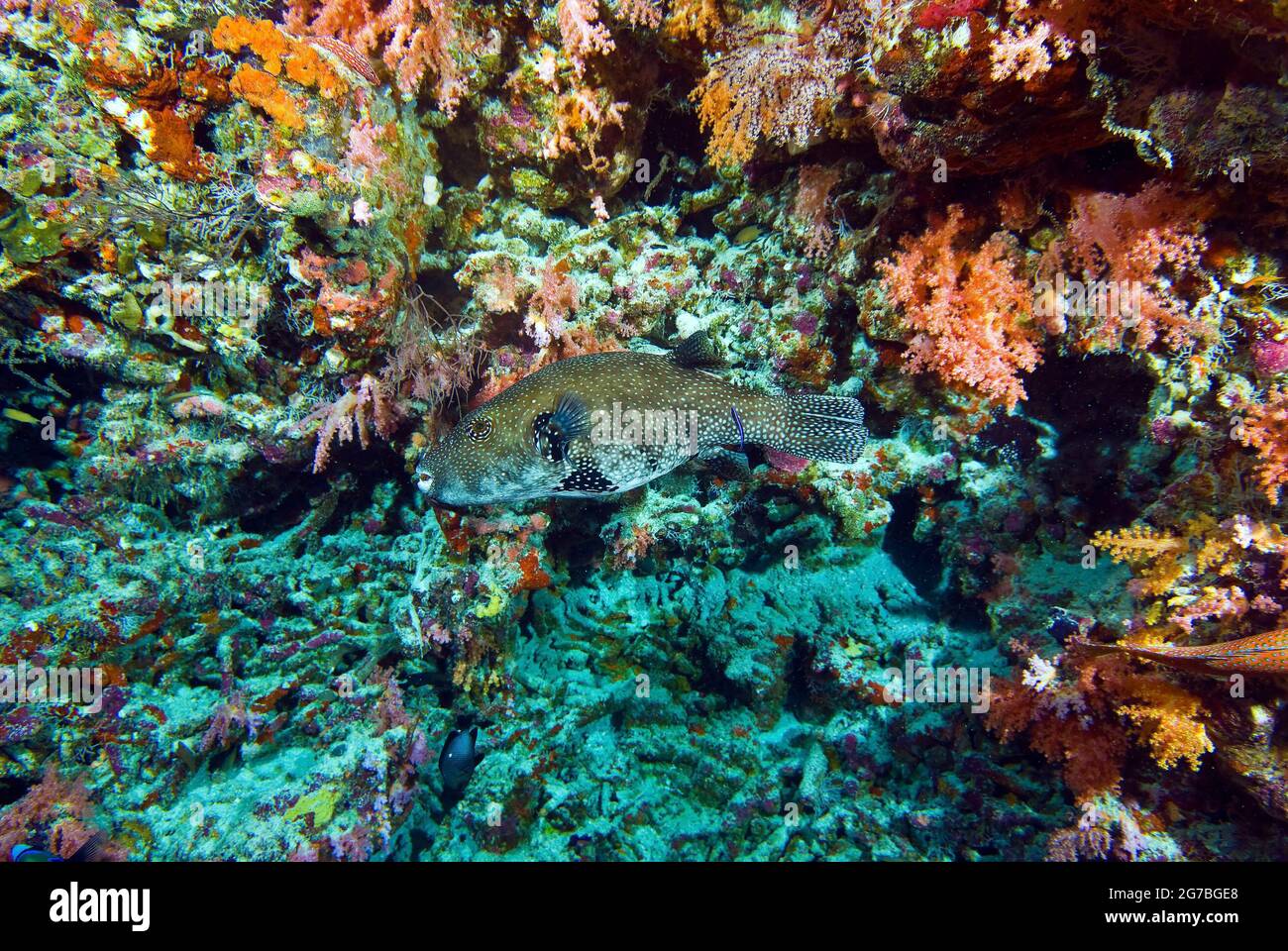 Guineafowl pufferfish at Kudarah Thila, Maldives Stock Photo - Alamy