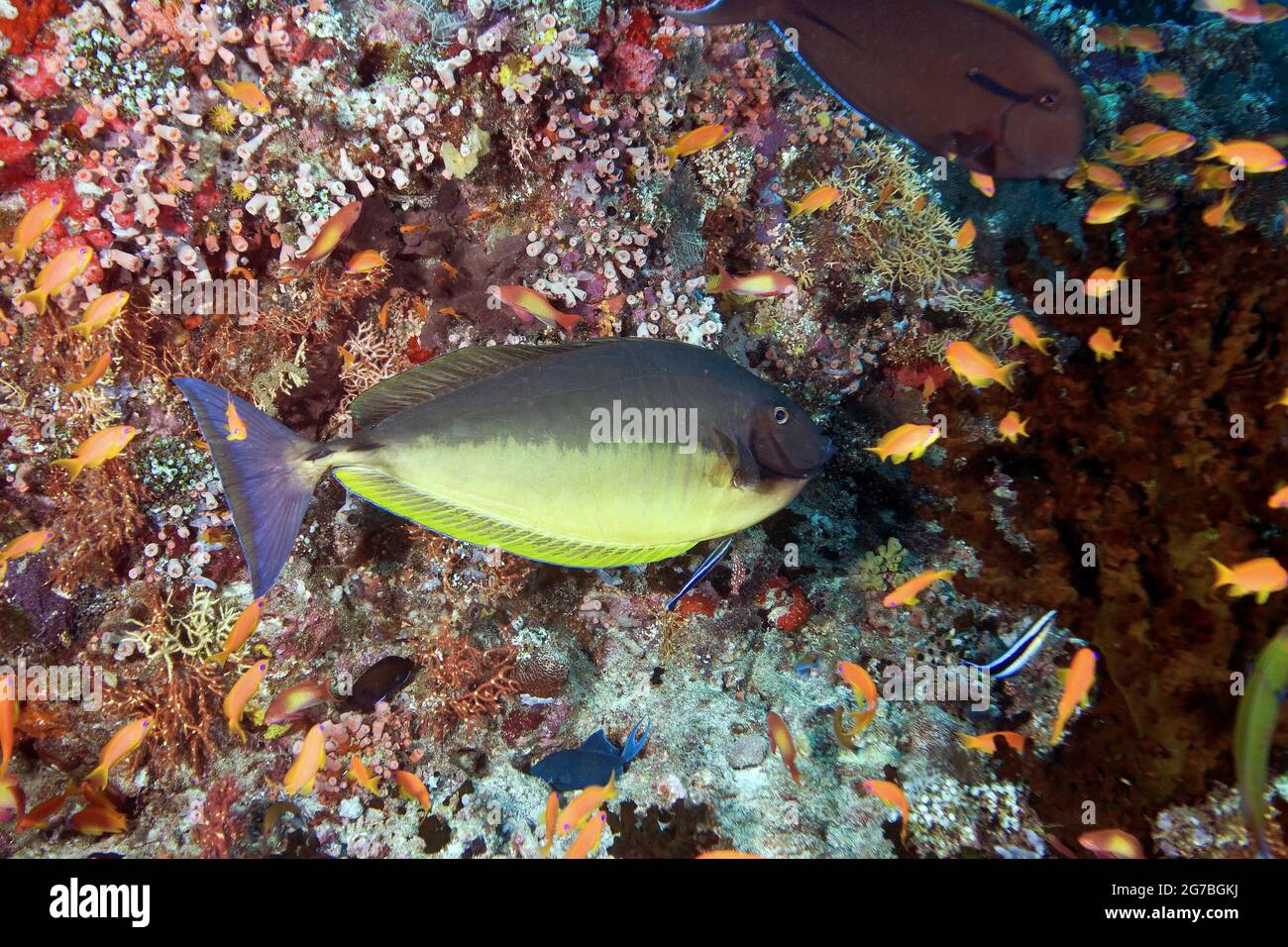 Bluetail unicorn fish at Kudarah Thila, Maldives Stock Photo - Alamy