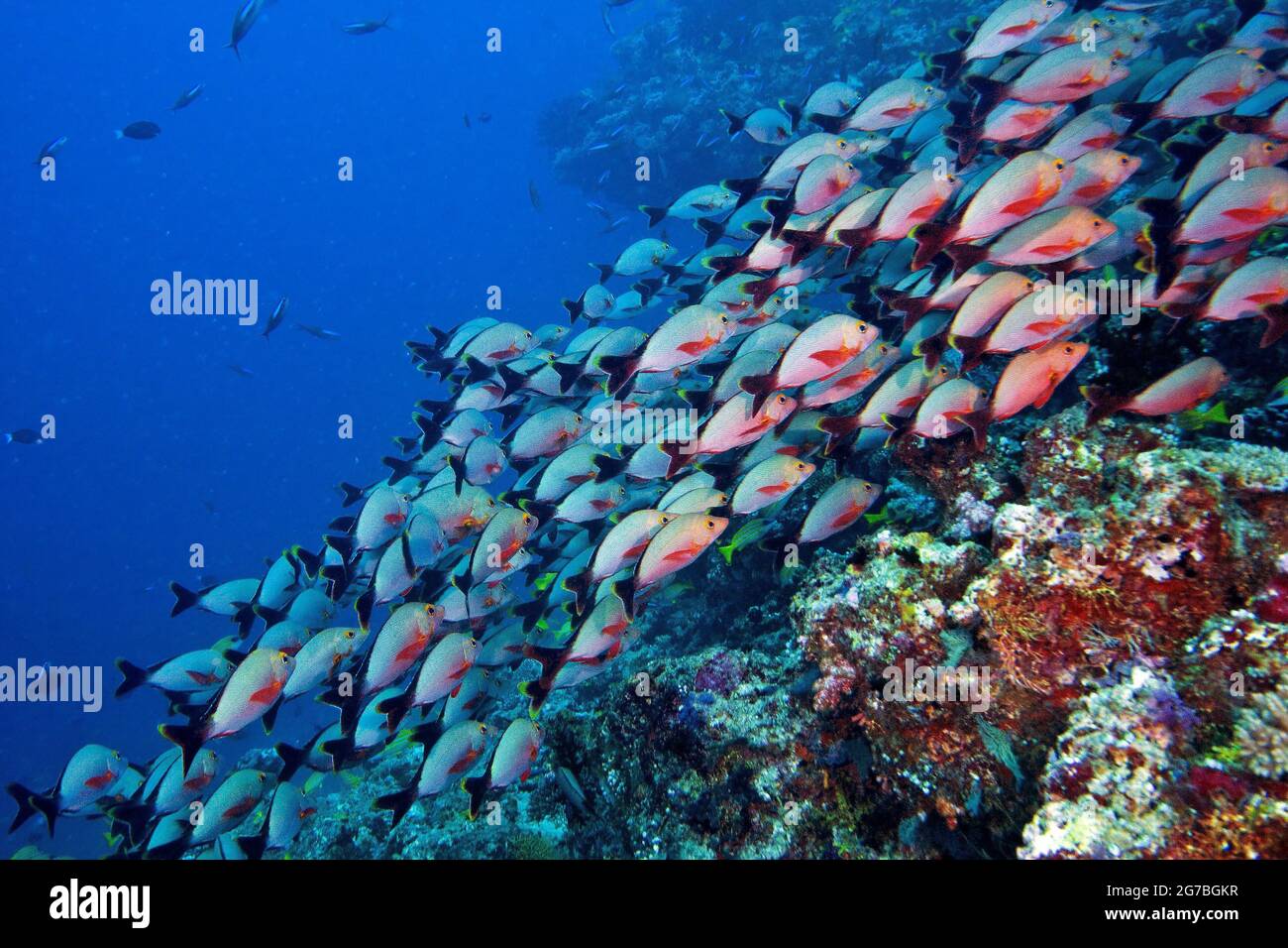 Massive school of humpback red snappers at kudarah thila hi-res stock ...