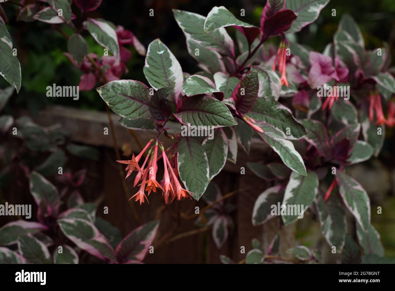 Triphylla hi-res stock photography and images - Alamy