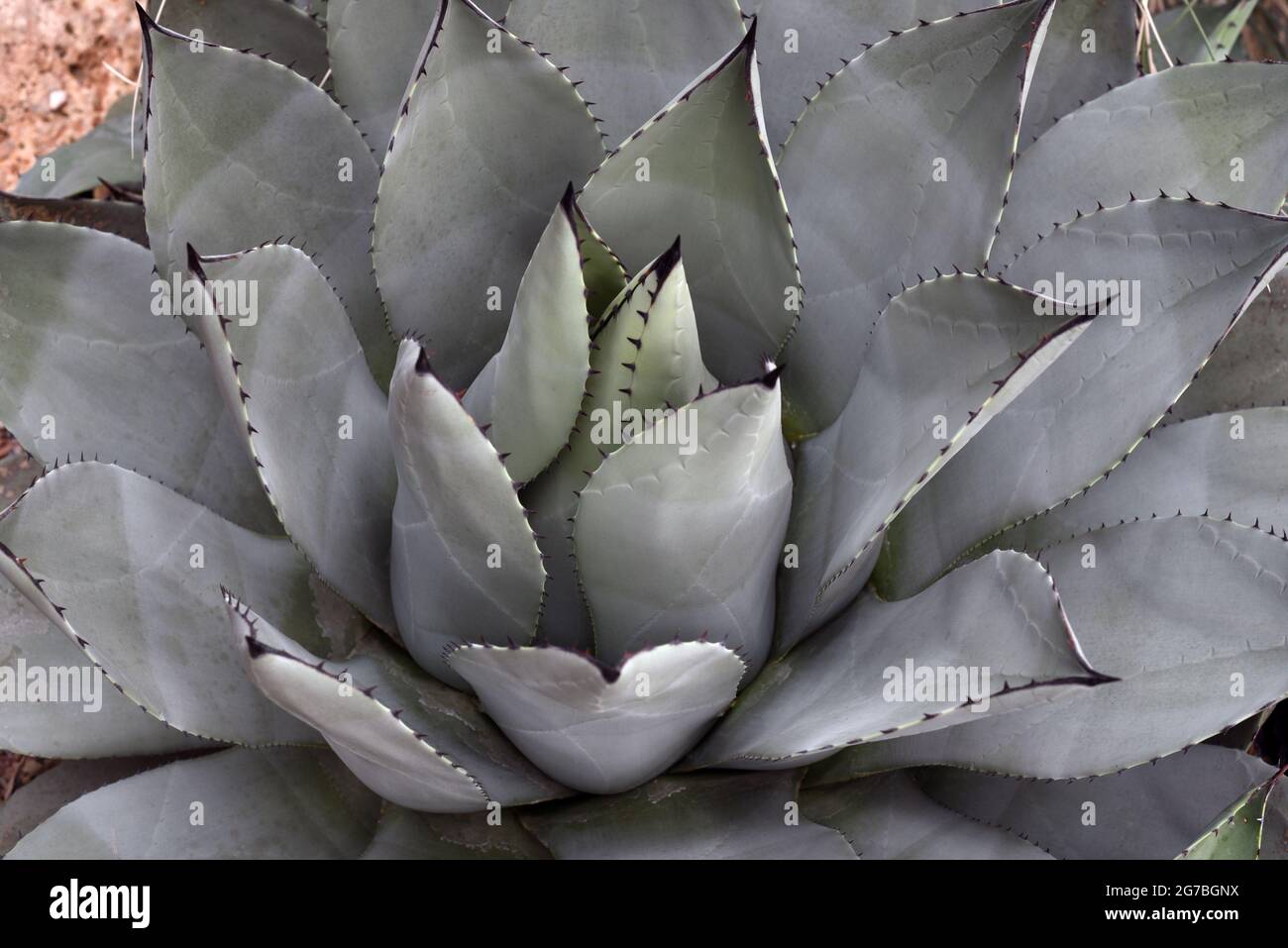 Green leaf plant conservatory hi-res stock photography and images - Alamy