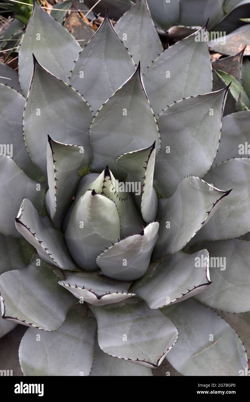 Green leaf plant conservatory hi-res stock photography and images - Alamy