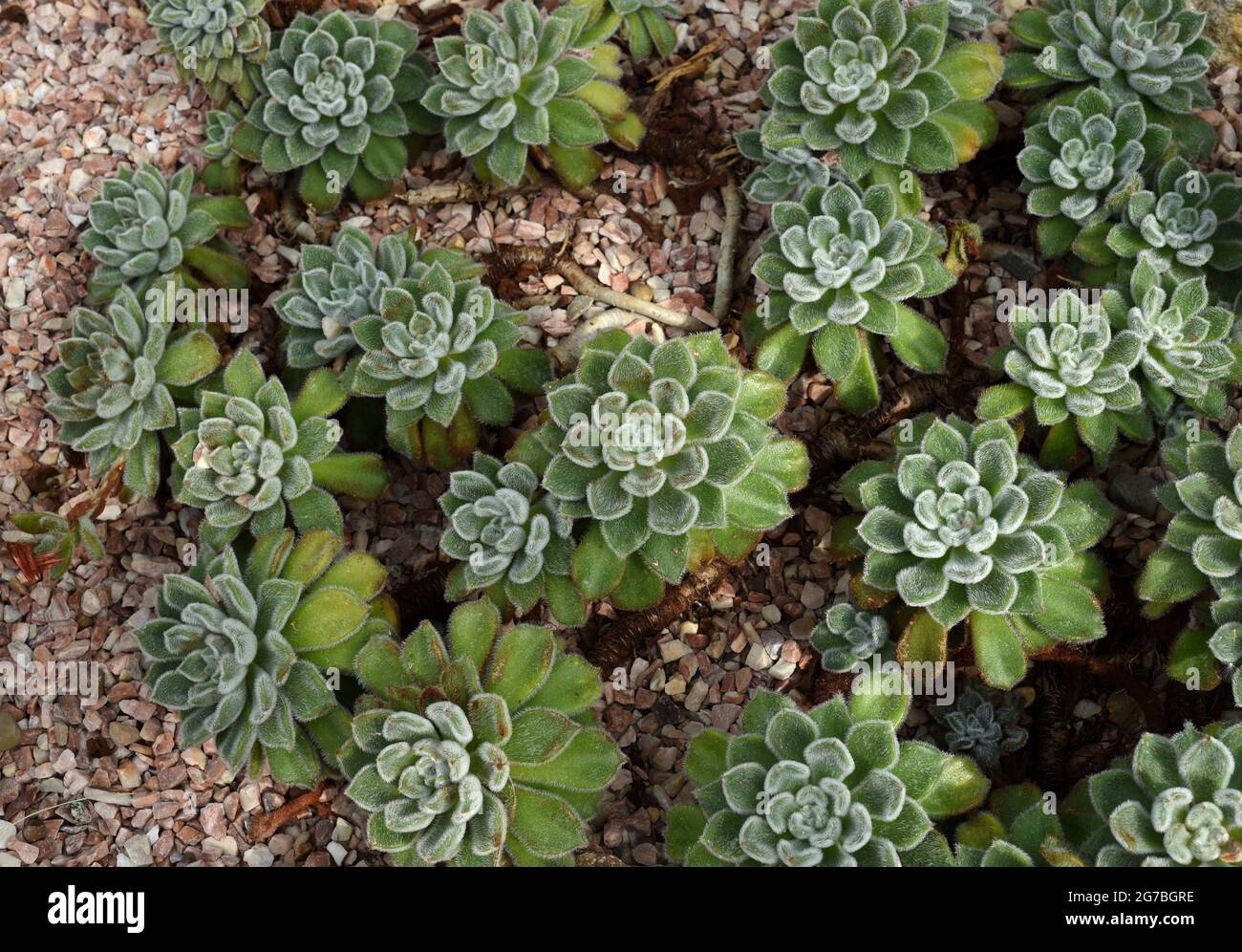 Wooly rose hi-res stock photography and images - Alamy