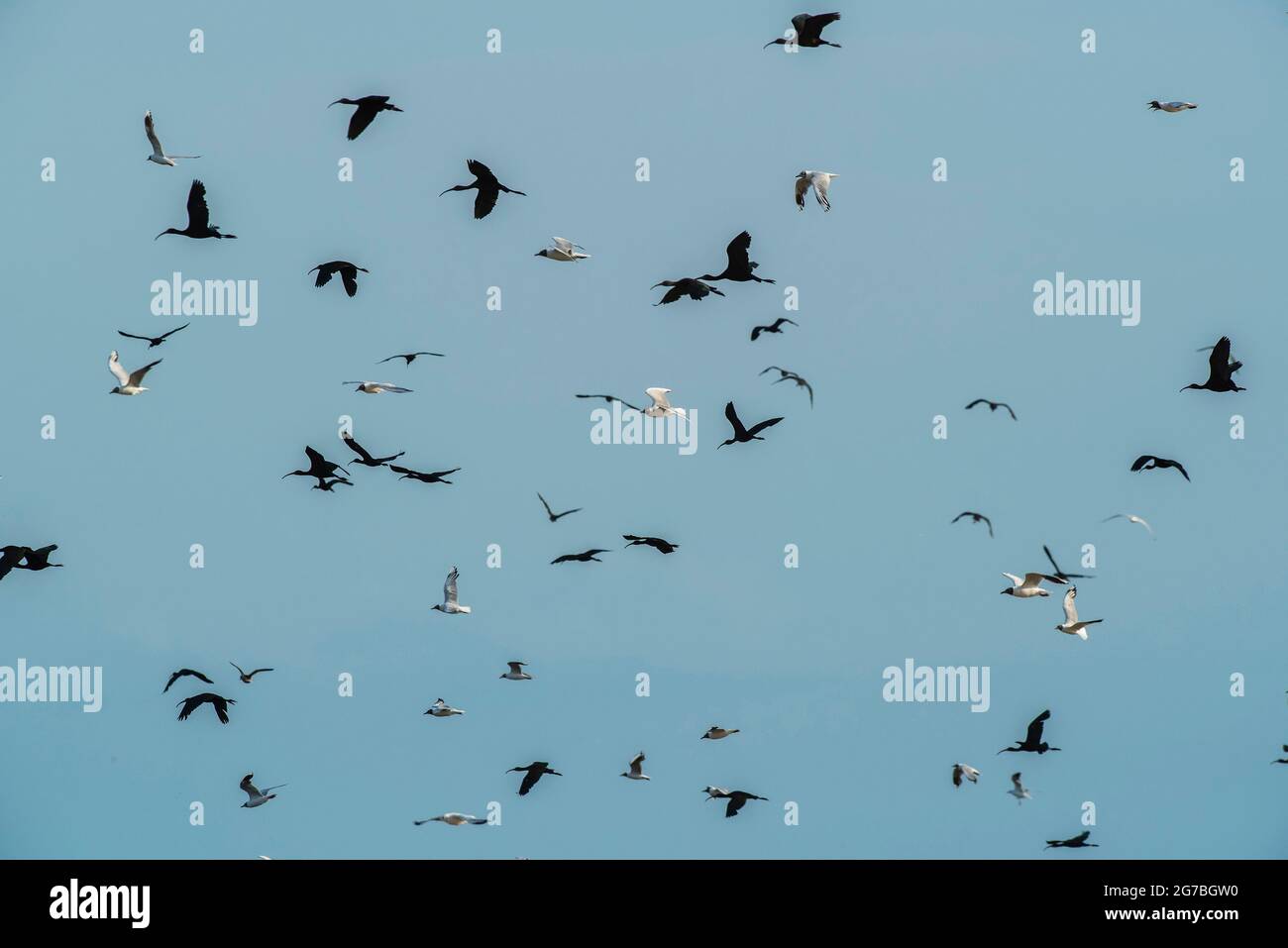 Flock of birds, La Pampa , Argentina Stock Photo - Alamy