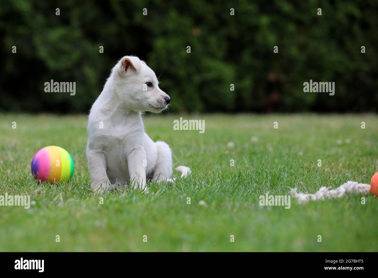 Dog portrait photos hi-res stock photography and images - Alamy