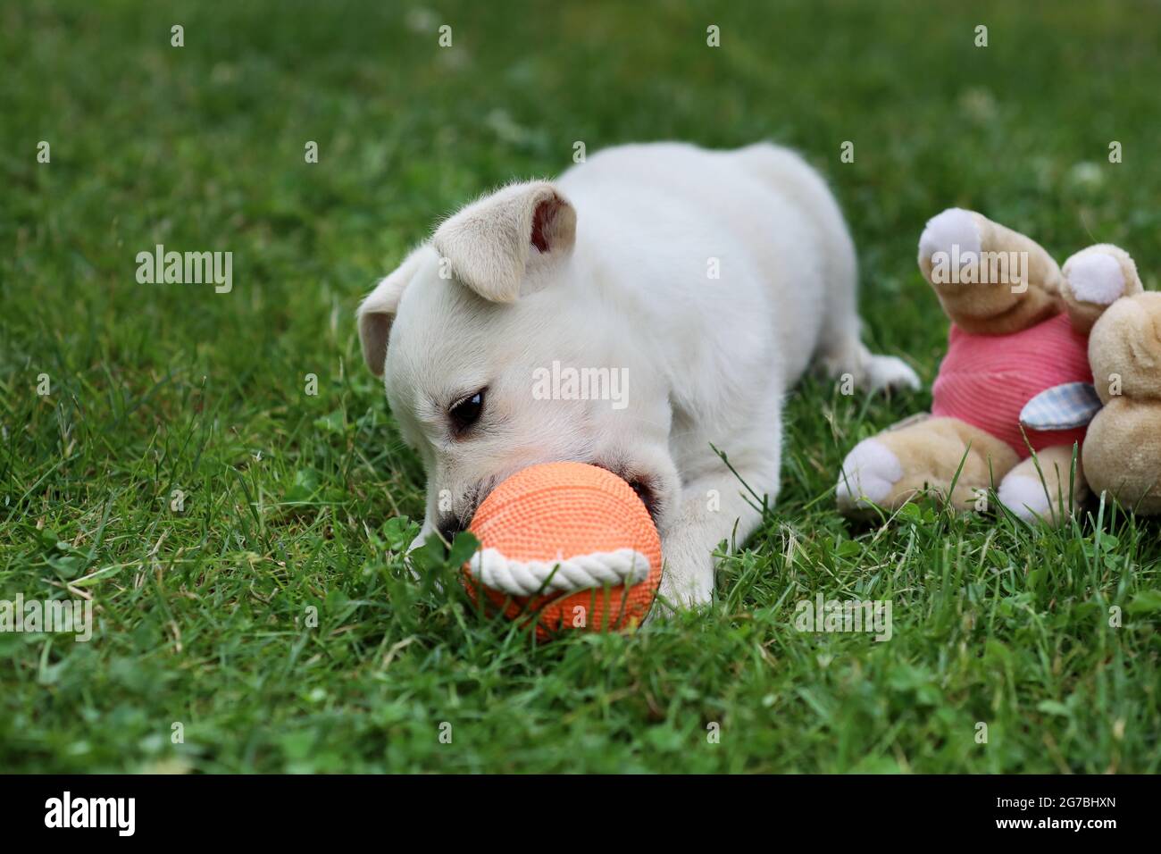 Happy puppy pose hi-res stock photography and images - Alamy