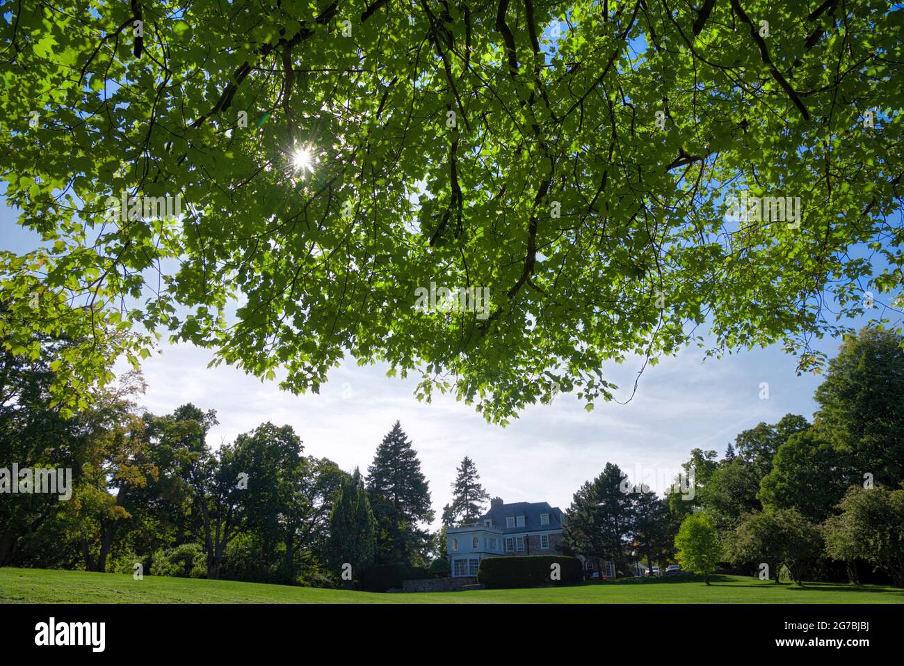 Low angle view of the new growth maple tree in springtime Stock Photo ...