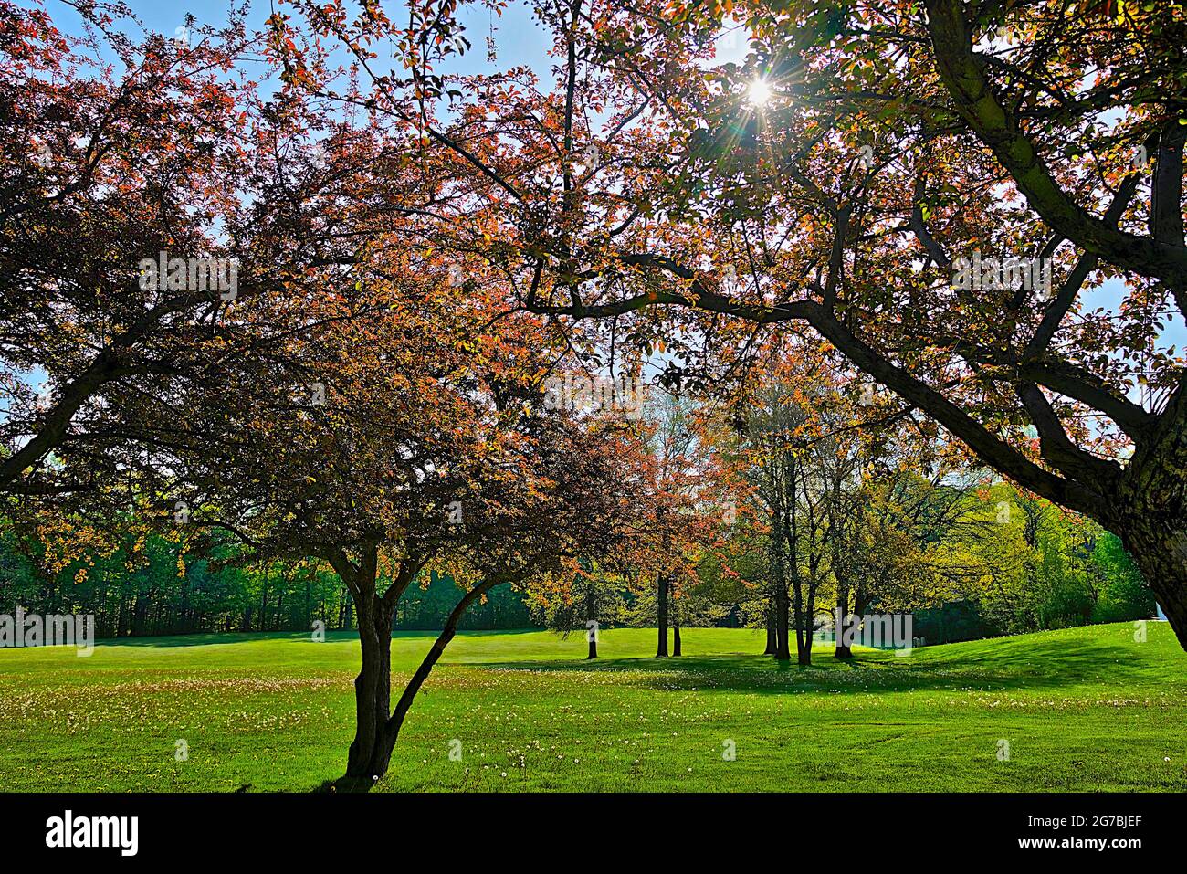Crab apple trees hi-res stock photography and images - Alamy