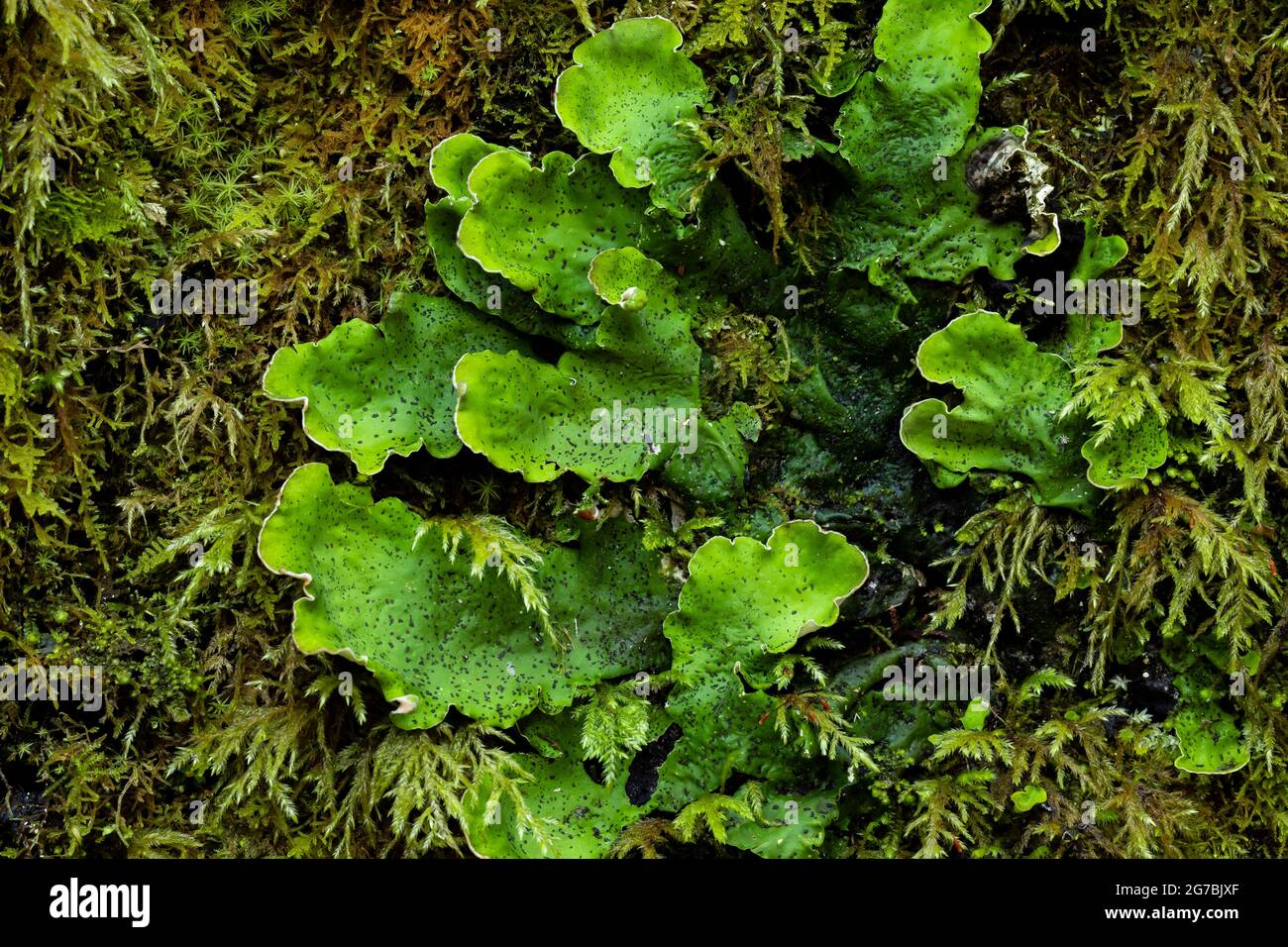 The skookum hi-res stock photography and images - Alamy