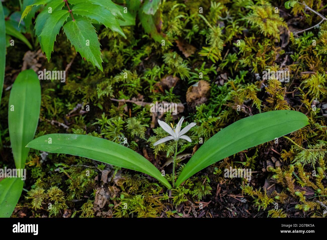 Queen's cup flower plant hi-res stock photography and images - Alamy