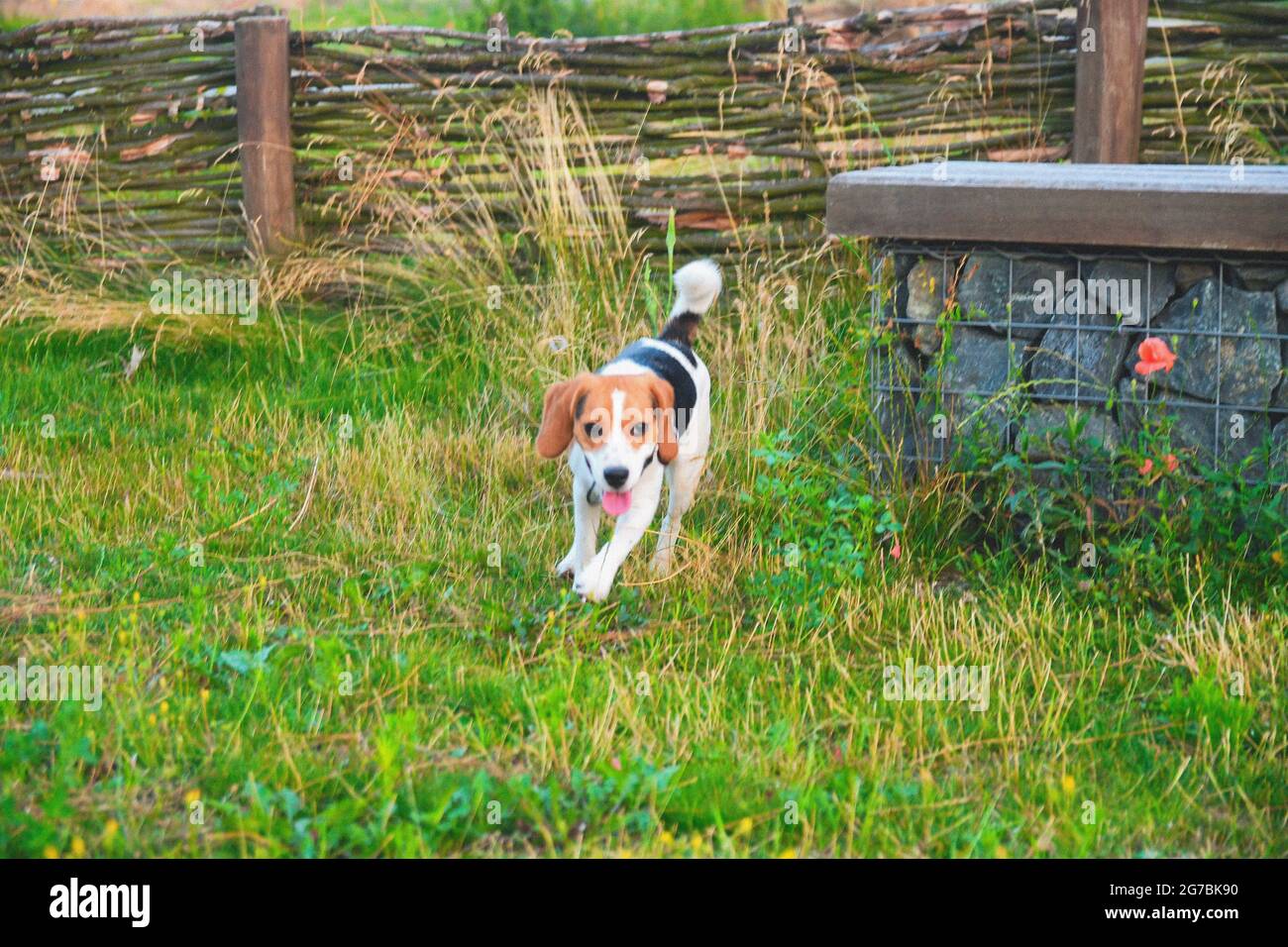 Dog Beagle running fast and jumping with tongue out through green grass field in a spring. Pet ...