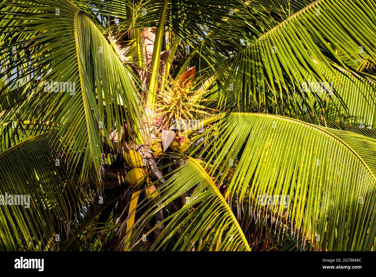 Top of a coconut tree Stock Photo - Alamy