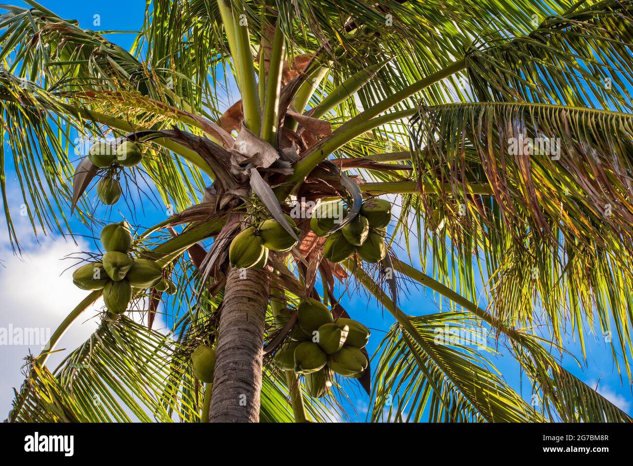 Coconut tree with coconuts hanging Stock Photo - Alamy
