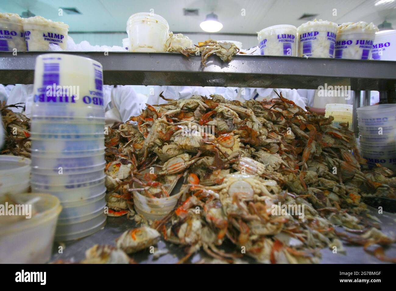 Blue crab pulp worker man woman wet cooling plant ice crab sea f hi-res ...