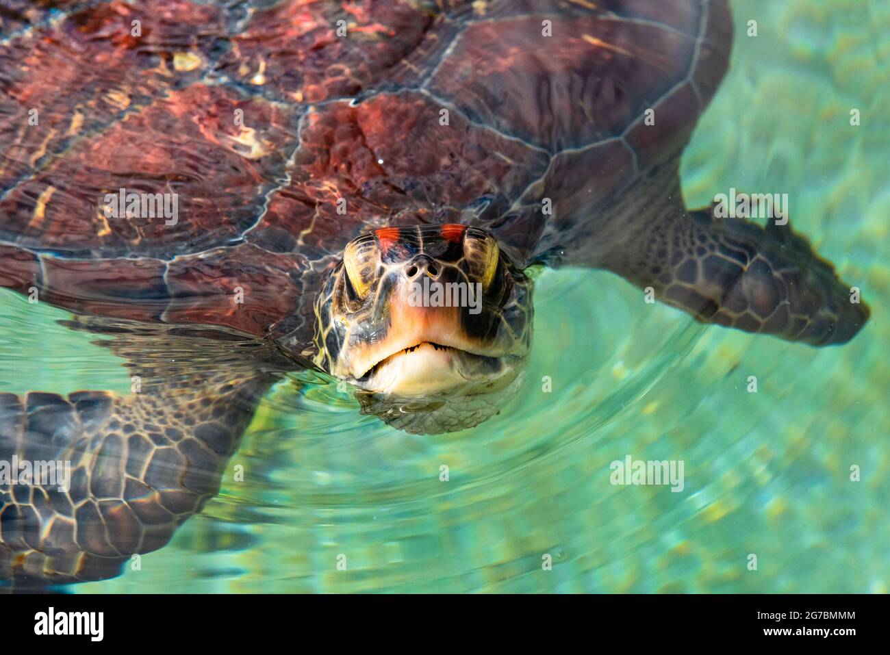 Close up view on a green sea turtle head Stock Photo - Alamy