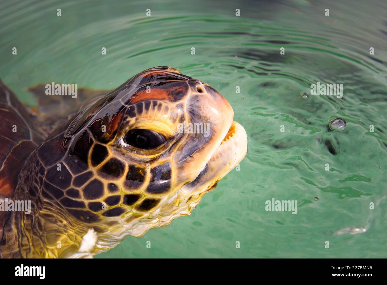 Turtle eyes hi-res stock photography and images - Alamy