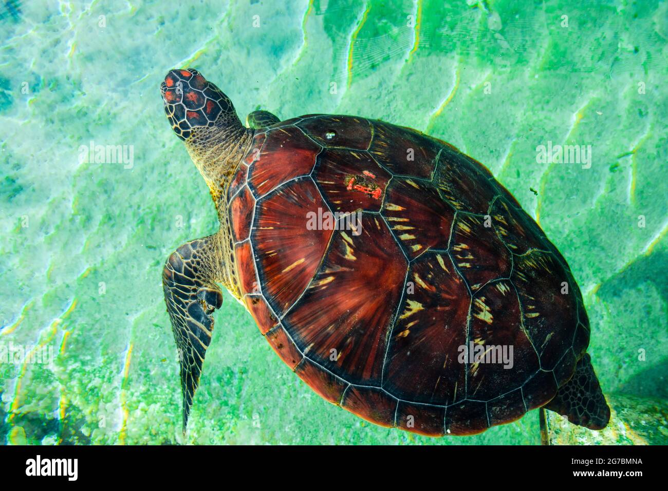 Green sea turtle an endegered species to be protected Stock Photo - Alamy