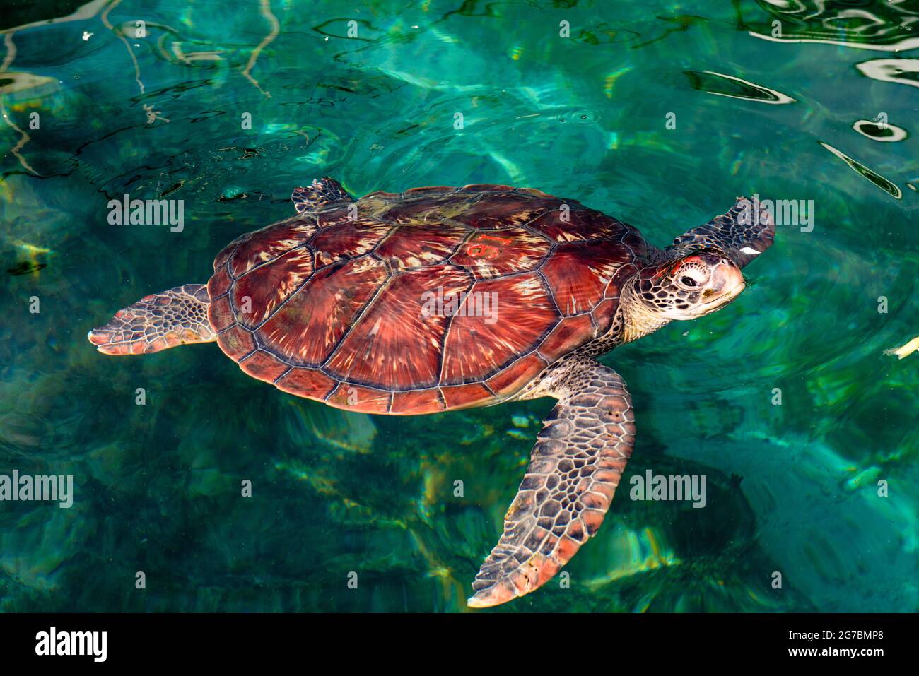 Green sea turtle swiming at the surface of the water Stock Photo - Alamy