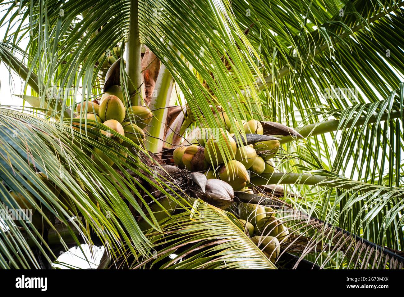 Coconut tree with green coconut in their shell Stock Photo - Alamy