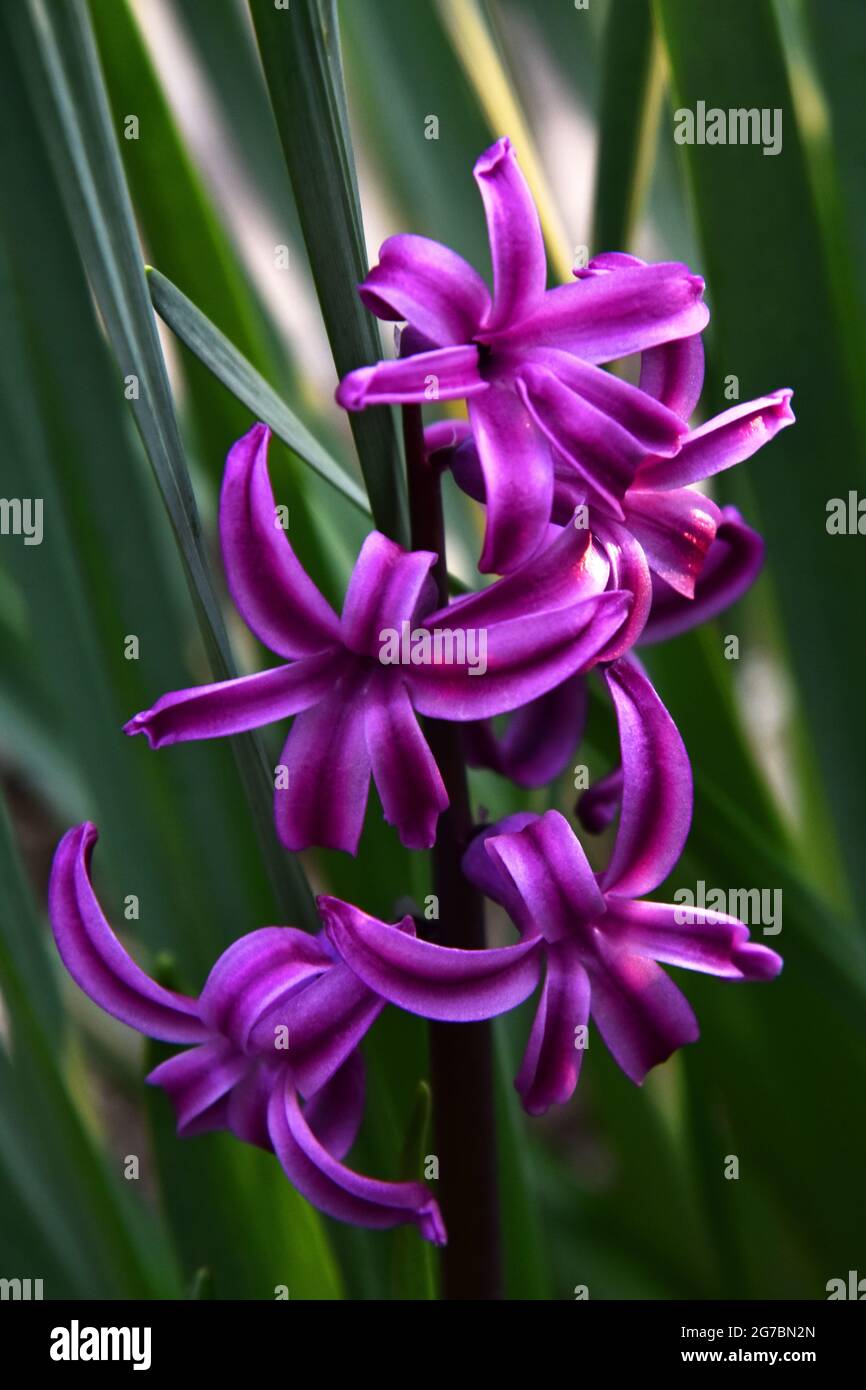 Purple hyacinth flowers hi-res stock photography and images - Alamy