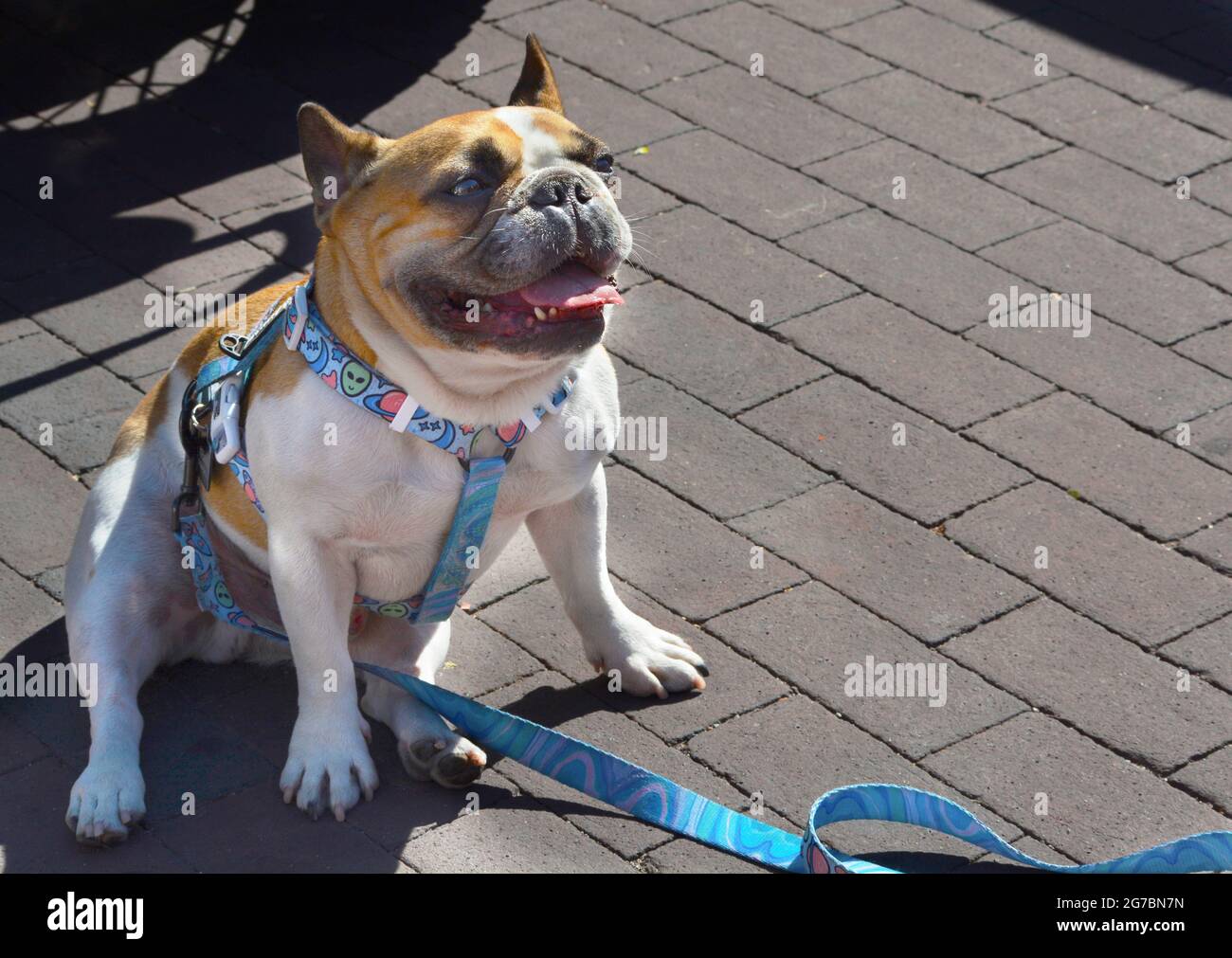 A bulldog waits patiently for his owner on a sidewalk in Santa Fe, New ...