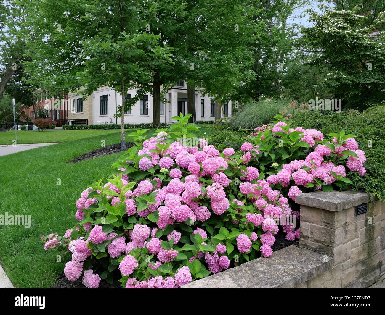 pink hydrangea flowers in front garden on a residential street Stock ...