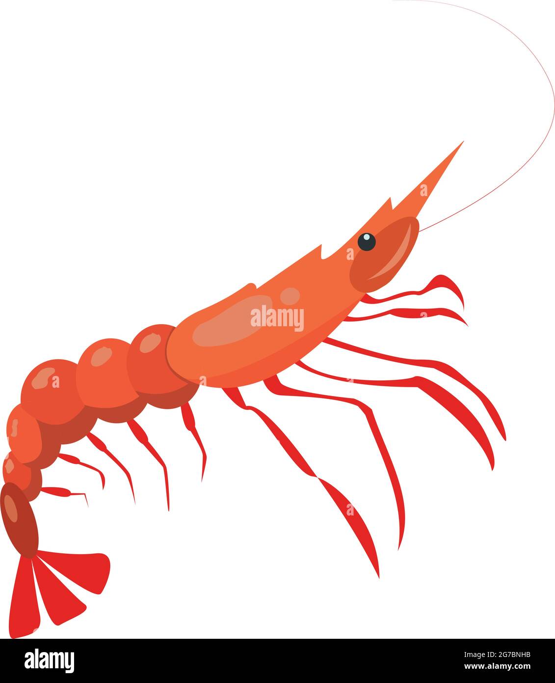Realistic fresh shrimp on white background - Vector illustration Stock ...