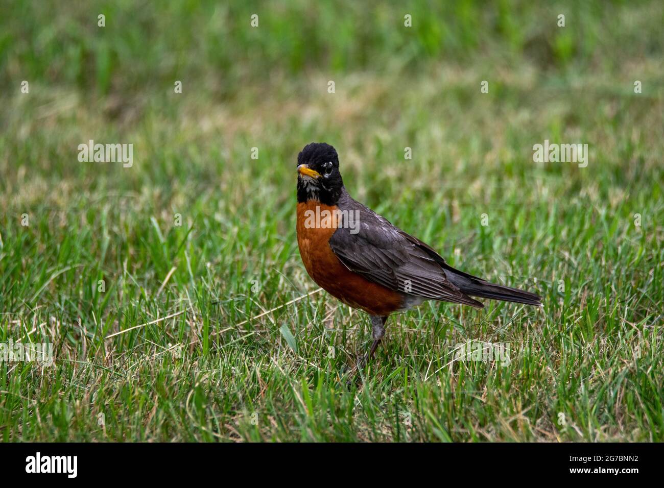 American robin on grass hi-res stock photography and images - Alamy