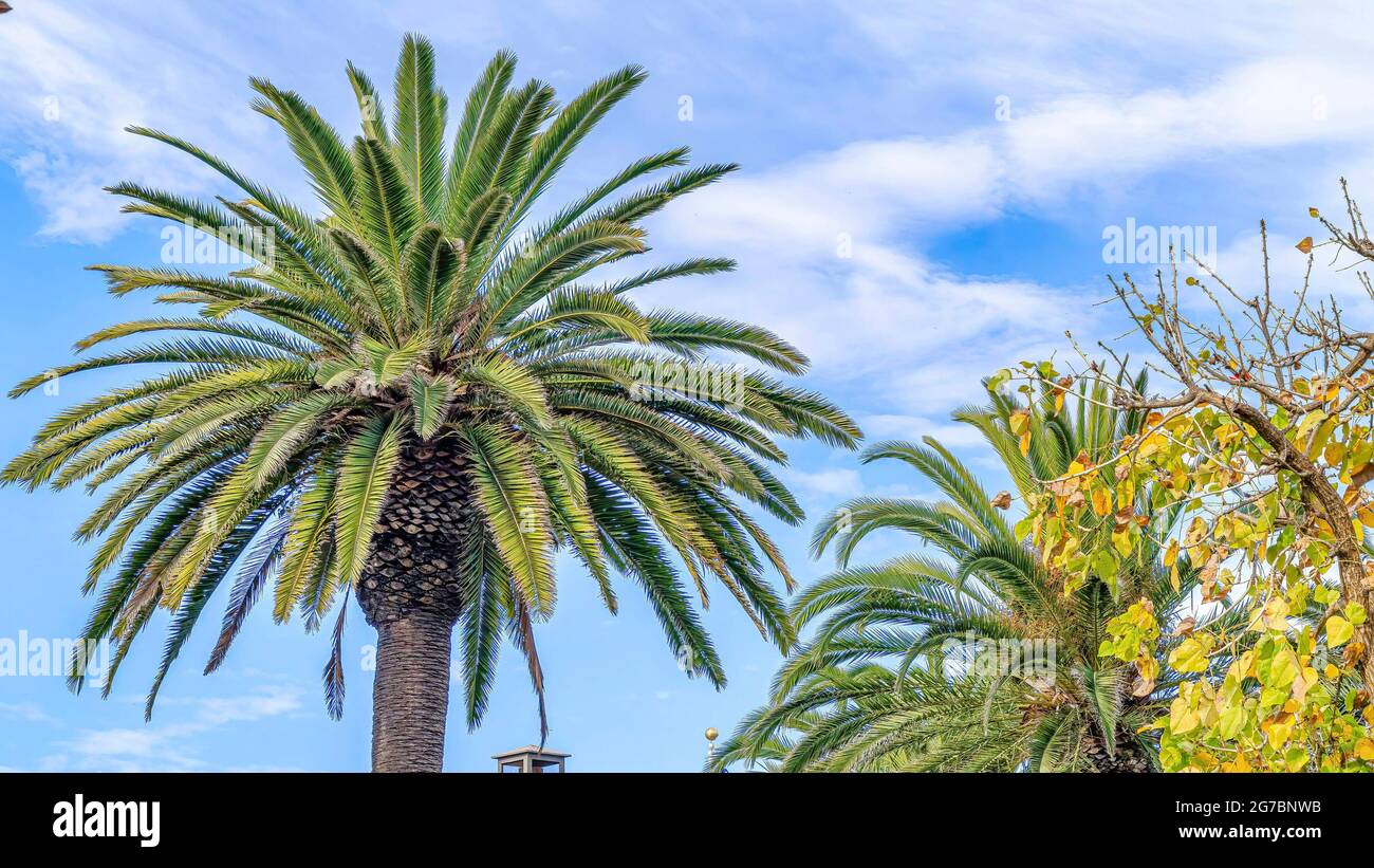 Pano Palm tree with lush green compound leaves in Huntington Beach ...